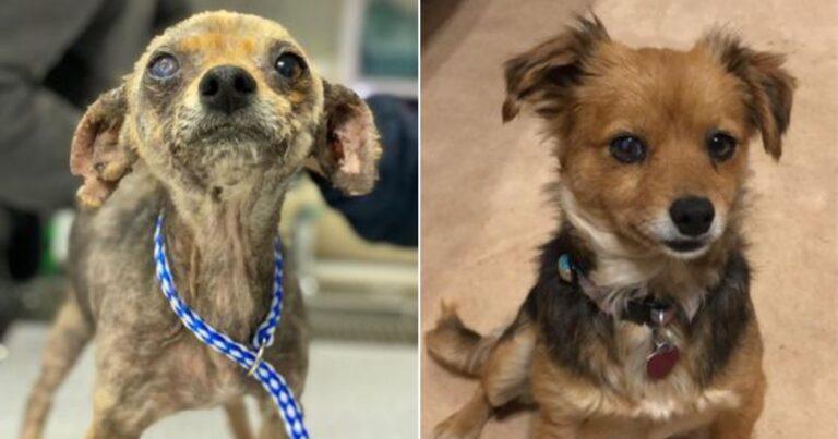 20 Amazing Before And After Dog Adoption Transformations - The Wonder Pups